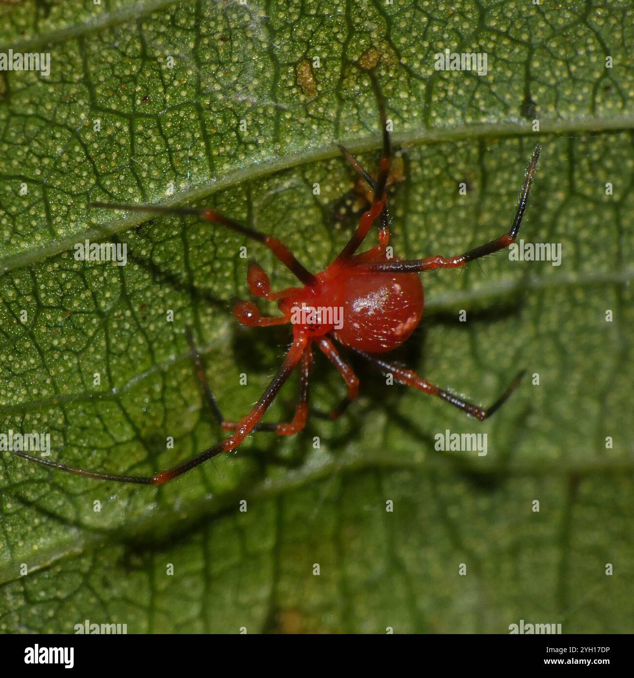 Comb-footed Spiders (Theridiidae Stock Photo - Alamy