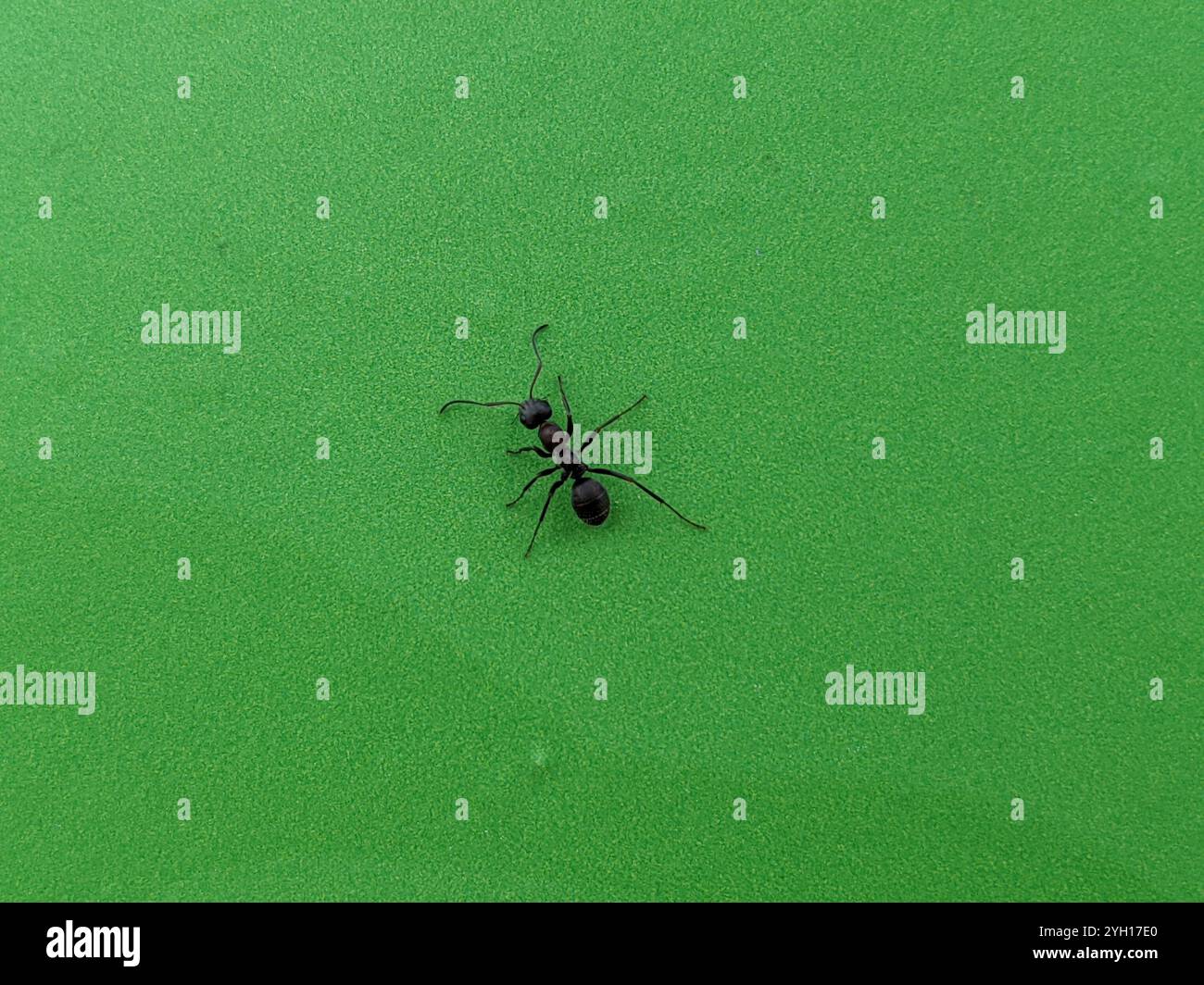 Formica rufibarbis hi-res stock photography and images - Alamy