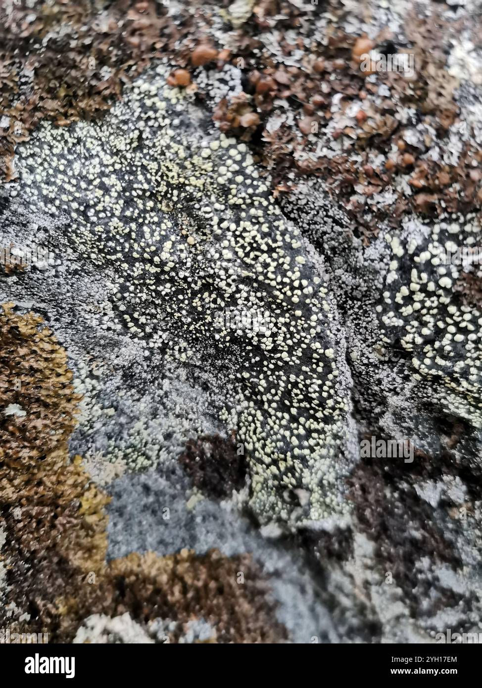 yellow map lichen (Rhizocarpon geographicum Stock Photo - Alamy