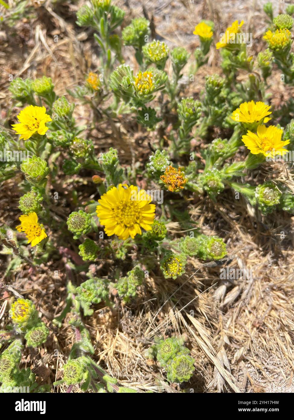 Coastal Tarweed (Deinandra corymbosa Stock Photo - Alamy