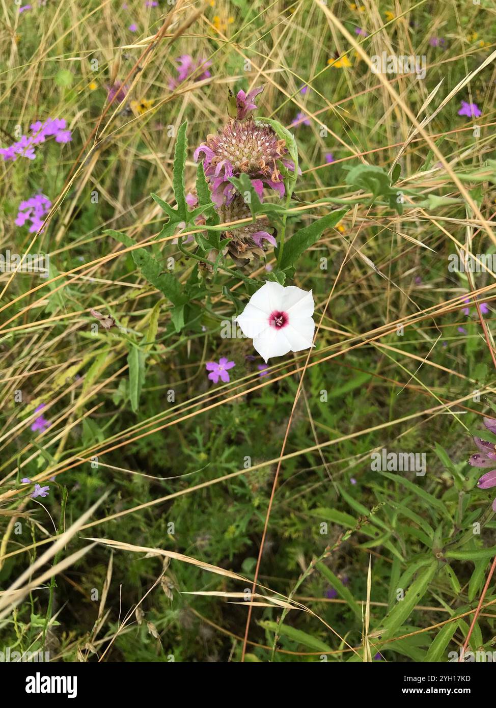 Texas bindweed (Convolvulus equitans Stock Photo - Alamy