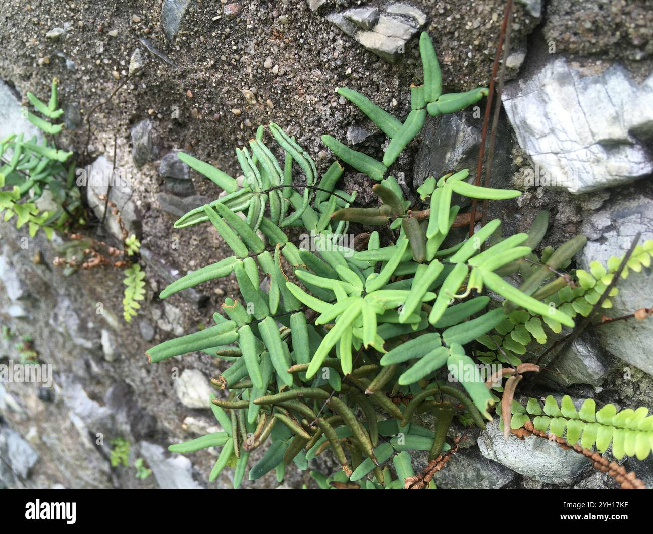 smooth cliffbrake (Pellaea glabella Stock Photo - Alamy