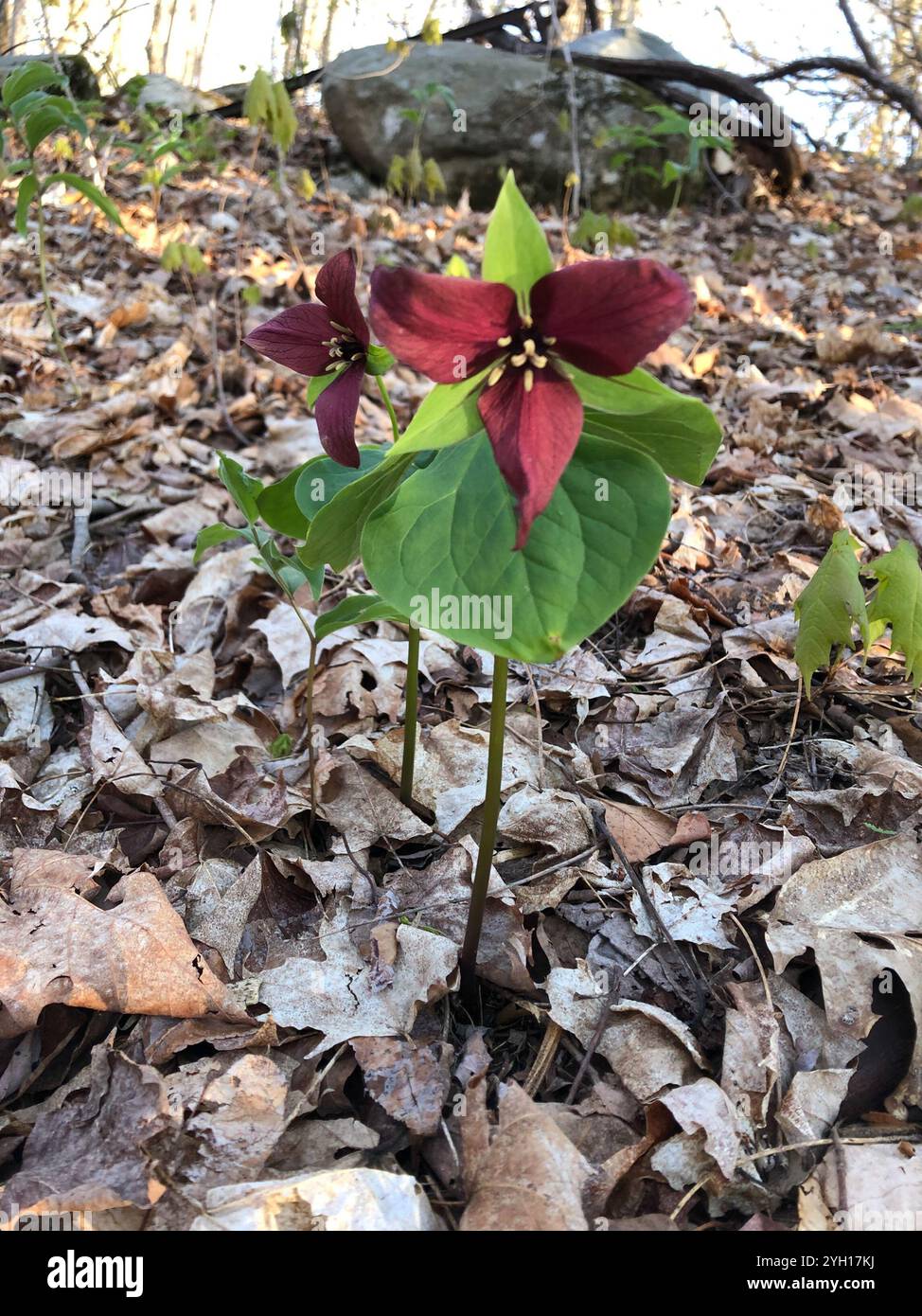 red trillium (Trillium erectum Stock Photo - Alamy