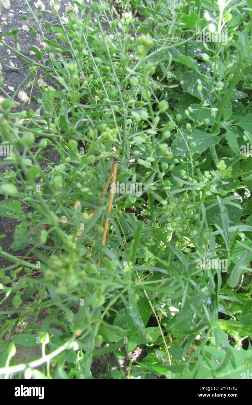 Narrow-leaved Pepperwort (Lepidium ruderale Stock Photo - Alamy