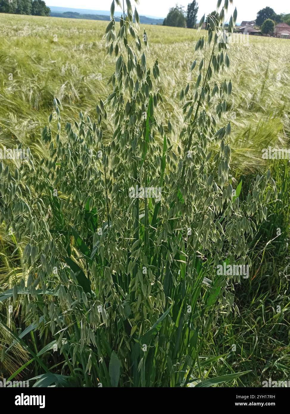 Common Oat (Avena sativa Stock Photo - Alamy