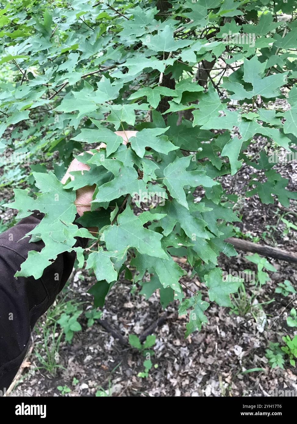 bigtooth maple (Acer grandidentatum Stock Photo - Alamy