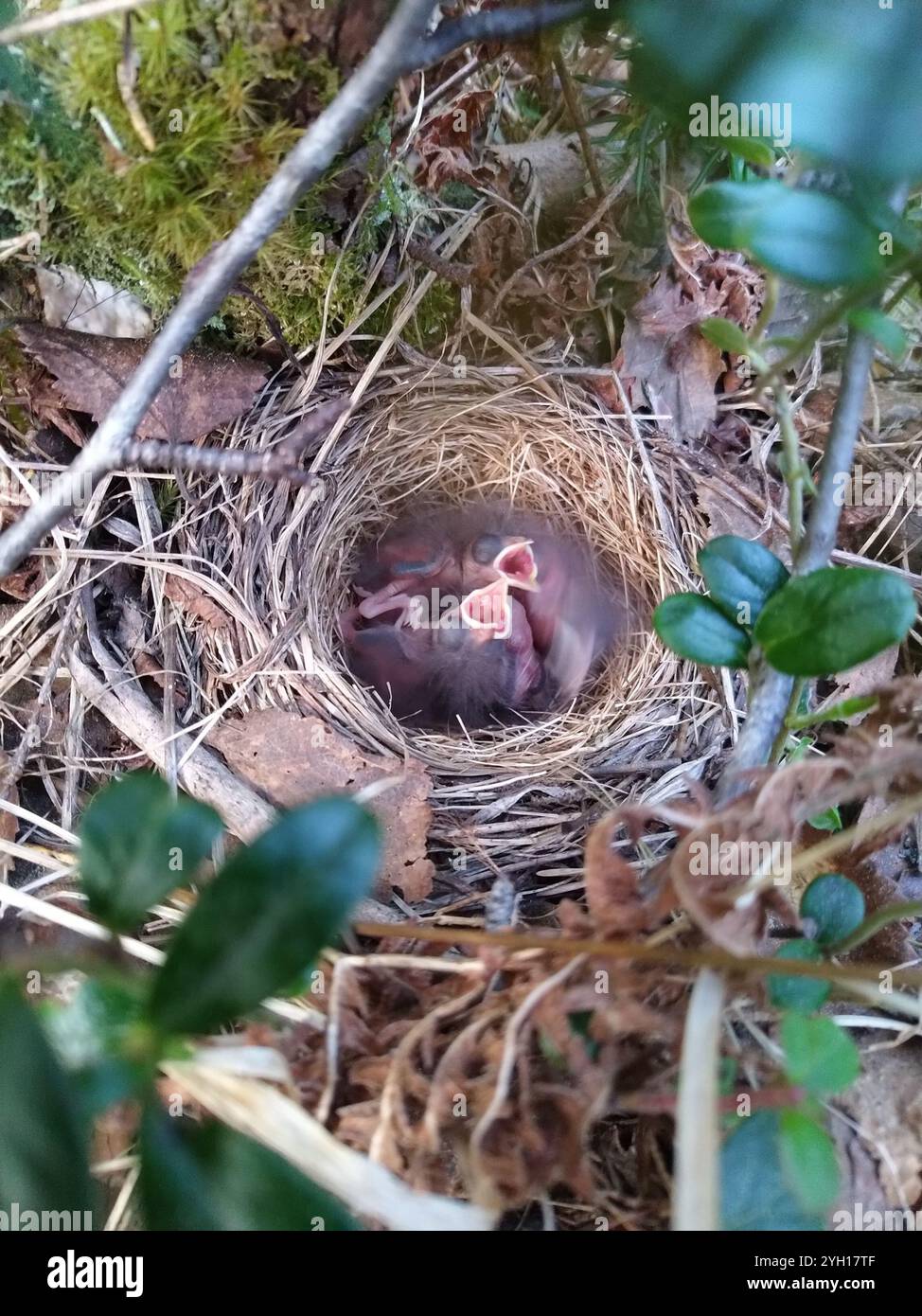 Rustic Bunting (Emberiza rustica Stock Photo - Alamy