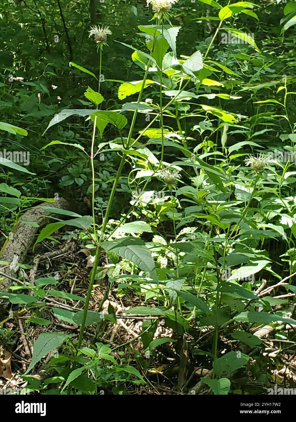 white bergamot (Monarda clinopodia Stock Photo - Alamy