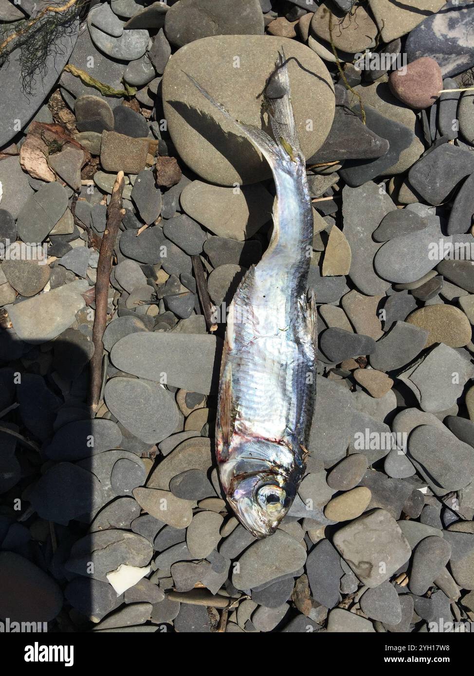 Pseudoharengus hi-res stock photography and images - Alamy