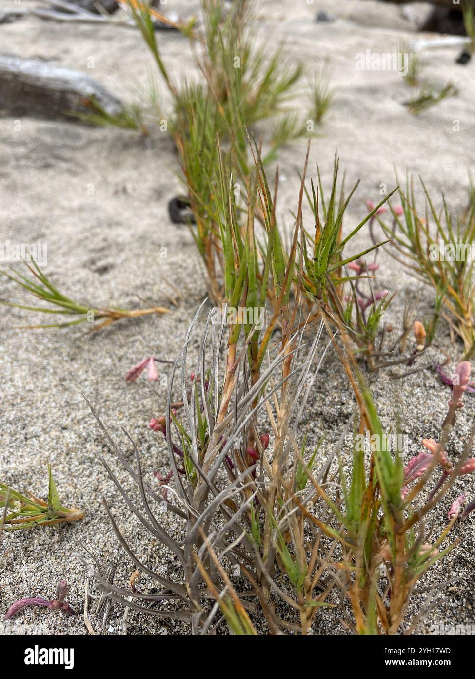 Saltgrass (Distichlis spicata Stock Photo - Alamy
