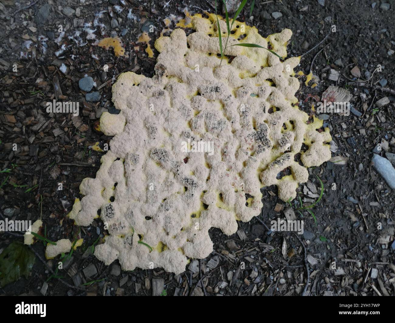 true slime molds (Myxomycetes Stock Photo - Alamy