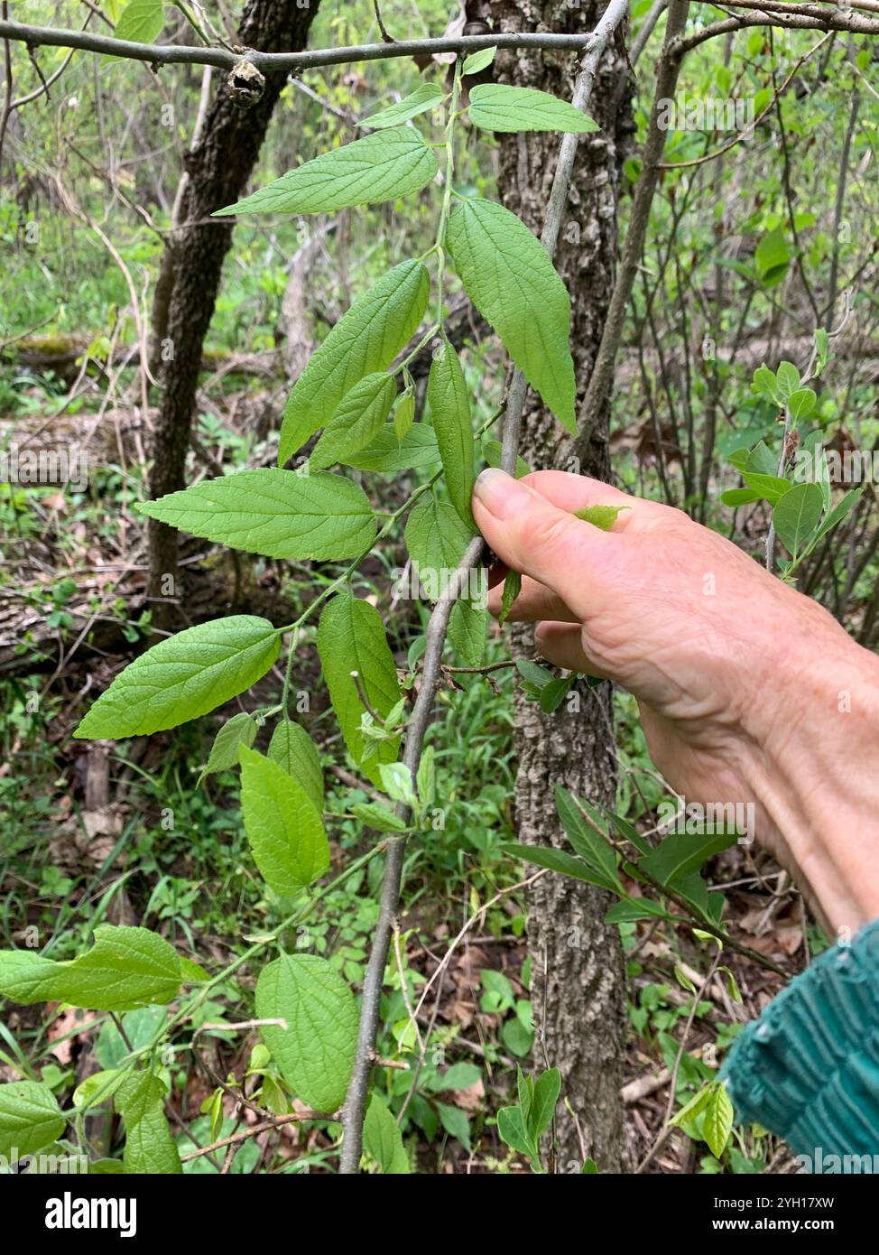 common hackberry (Celtis occidentalis Stock Photo - Alamy