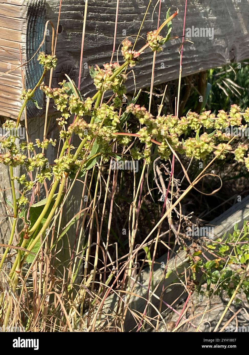 fiddle dock (Rumex pulcher Stock Photo - Alamy