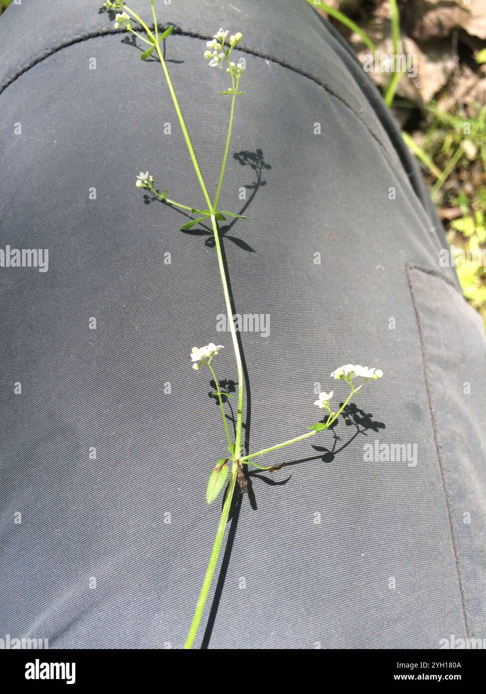 Common Marsh-bedstraw (Galium palustre Stock Photo - Alamy