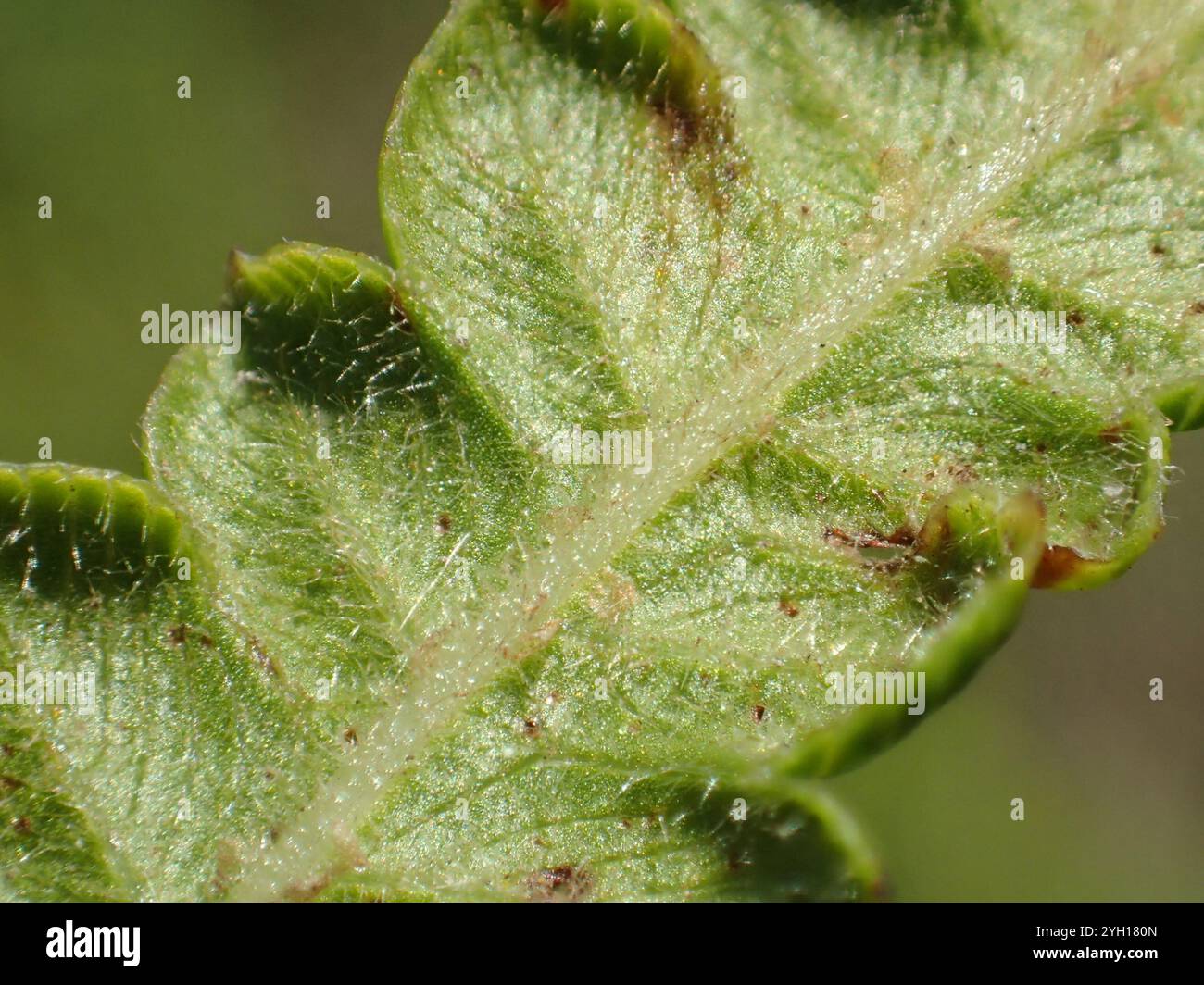 Swamp Shield-fern (Cyclosorus interruptus Stock Photo - Alamy