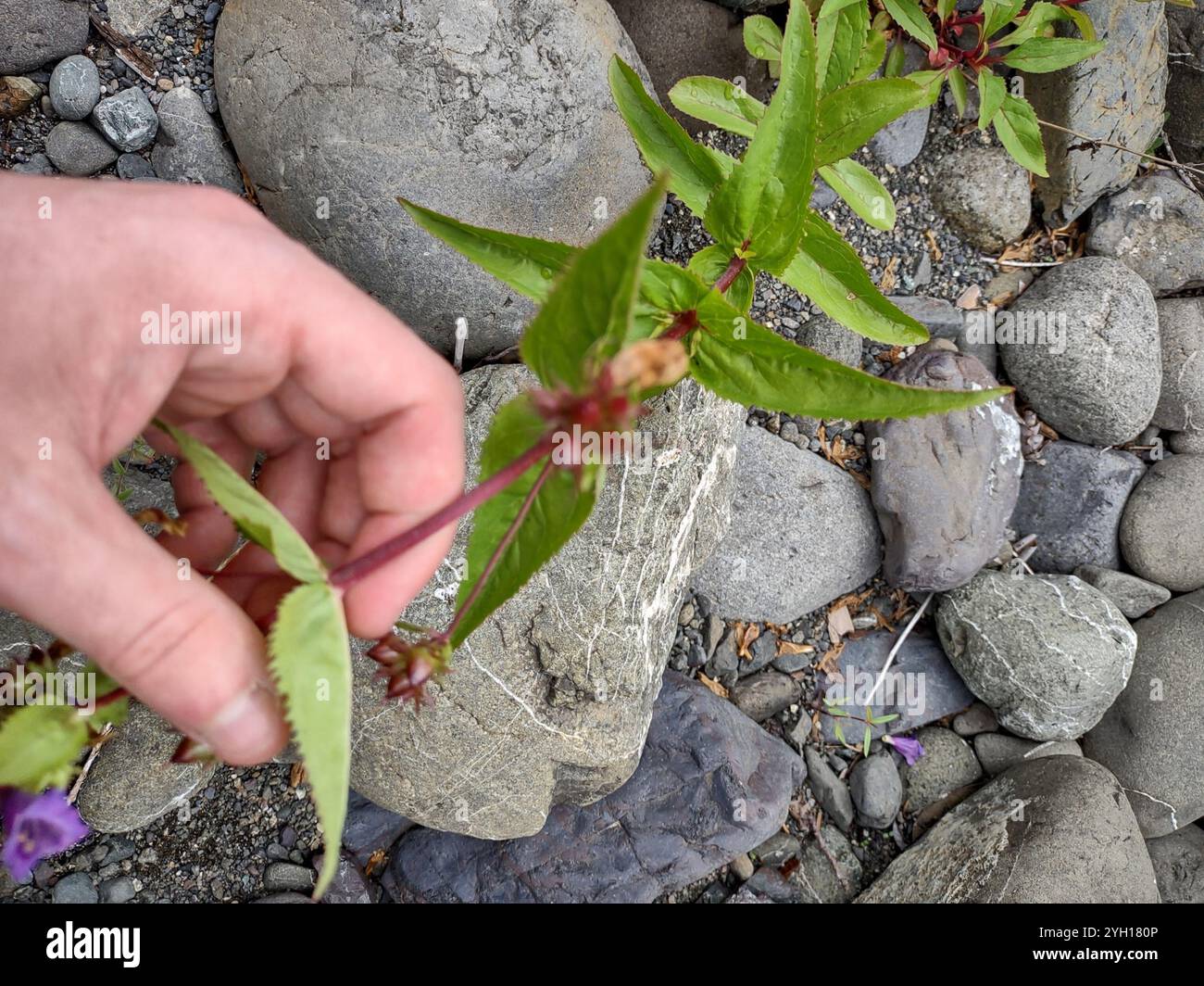 Cascade Beardtongue (Penstemon serrulatus Stock Photo - Alamy