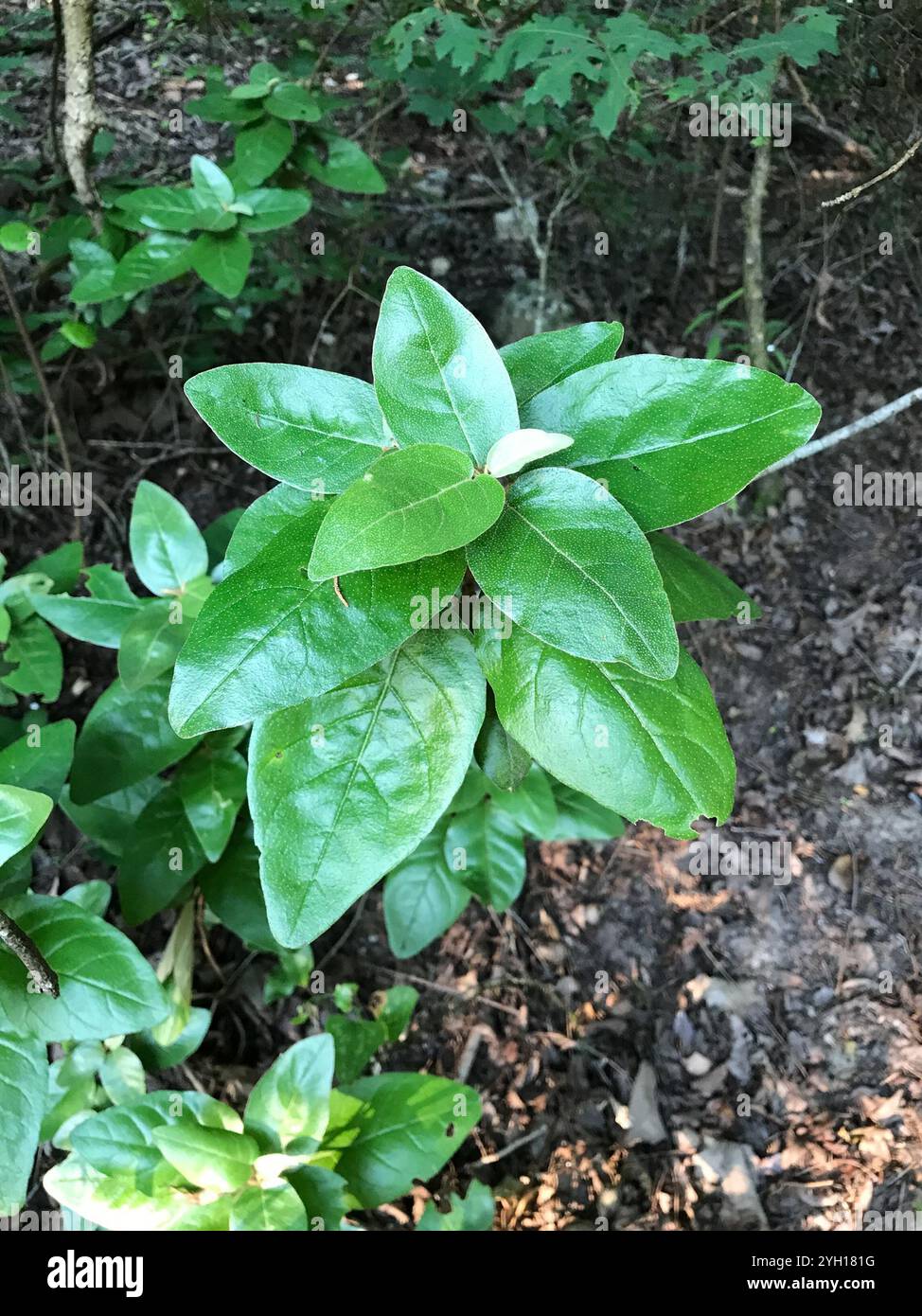 Texabama croton (Croton alabamensis texensis Stock Photo - Alamy
