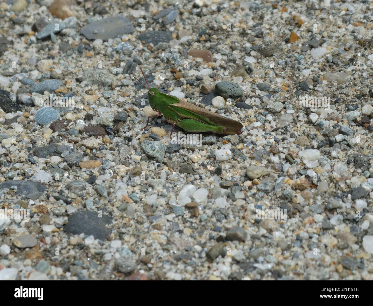 Green-striped Grasshopper (Chortophaga viridifasciata Stock Photo - Alamy