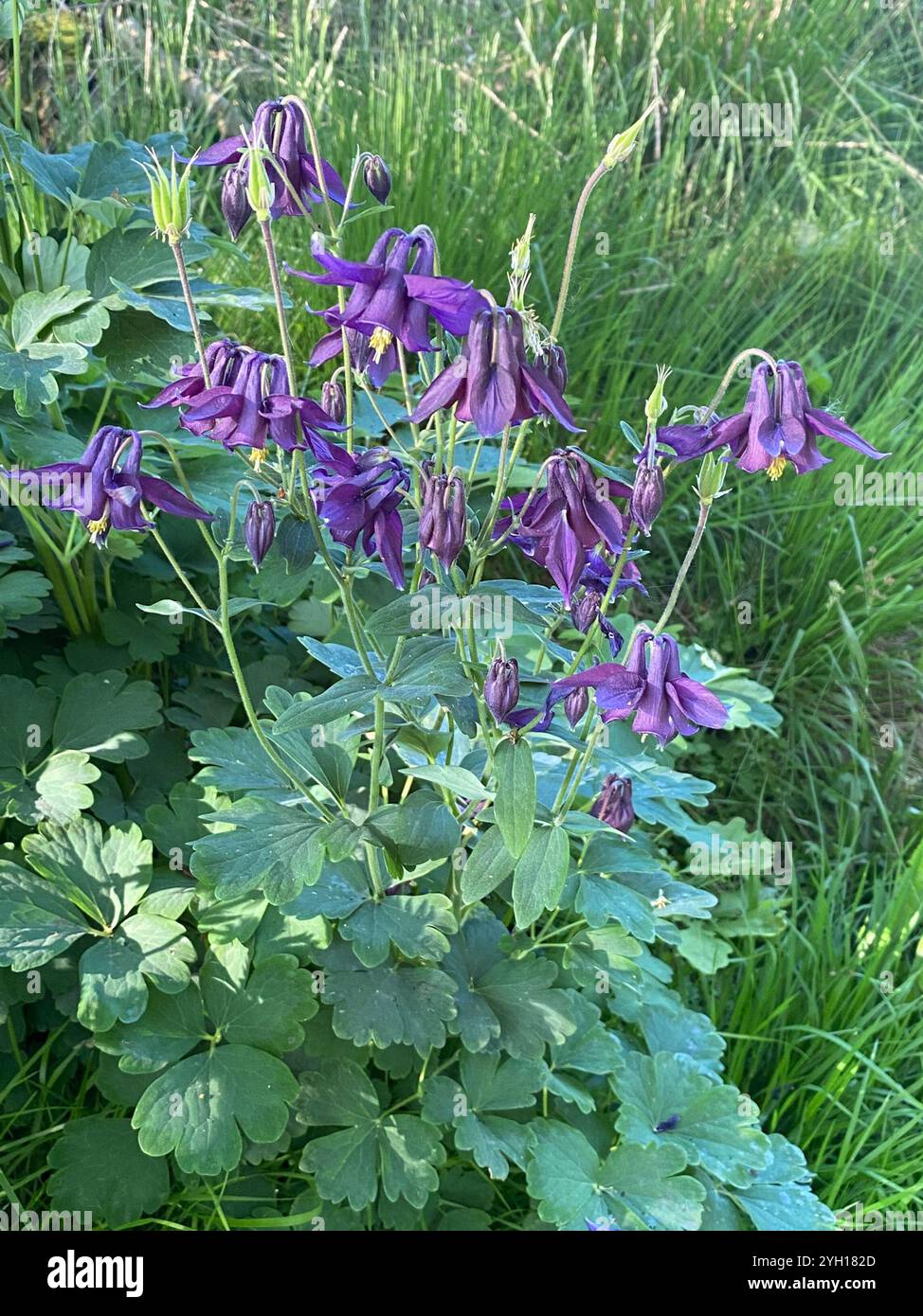 common columbine (Aquilegia vulgaris Stock Photo - Alamy