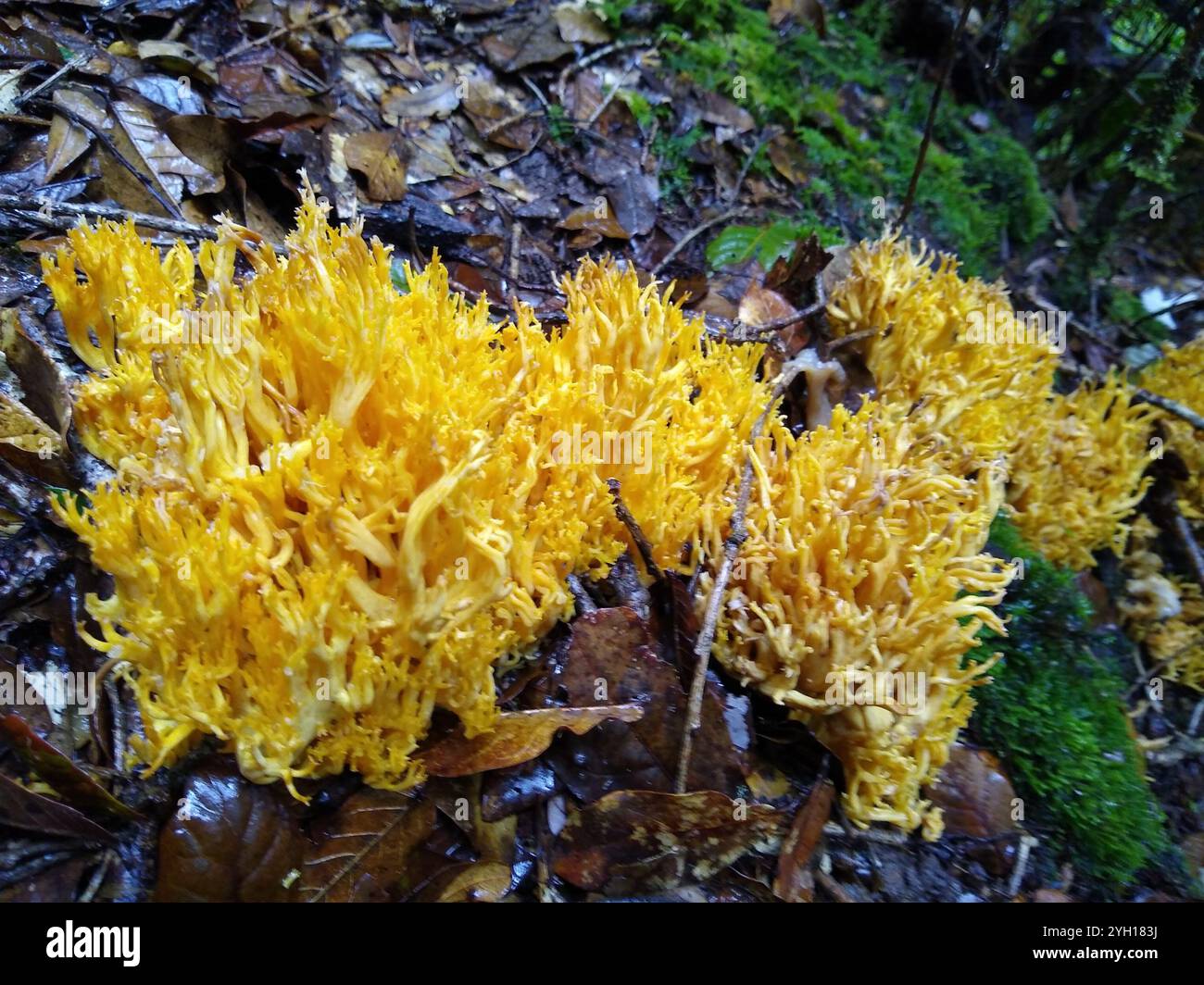 Spindle fungi hi-res stock photography and images - Alamy