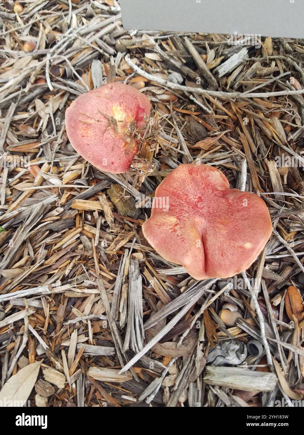Ruby Bolete (Hortiboletus rubellus Stock Photo - Alamy