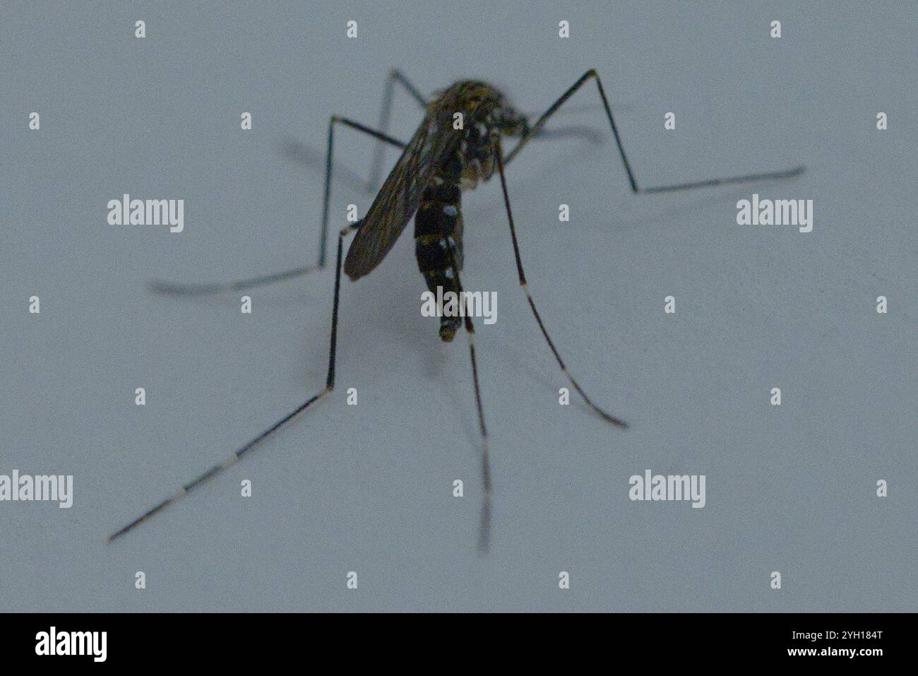 Asian Bush Mosquito (Aedes japonicus Stock Photo - Alamy