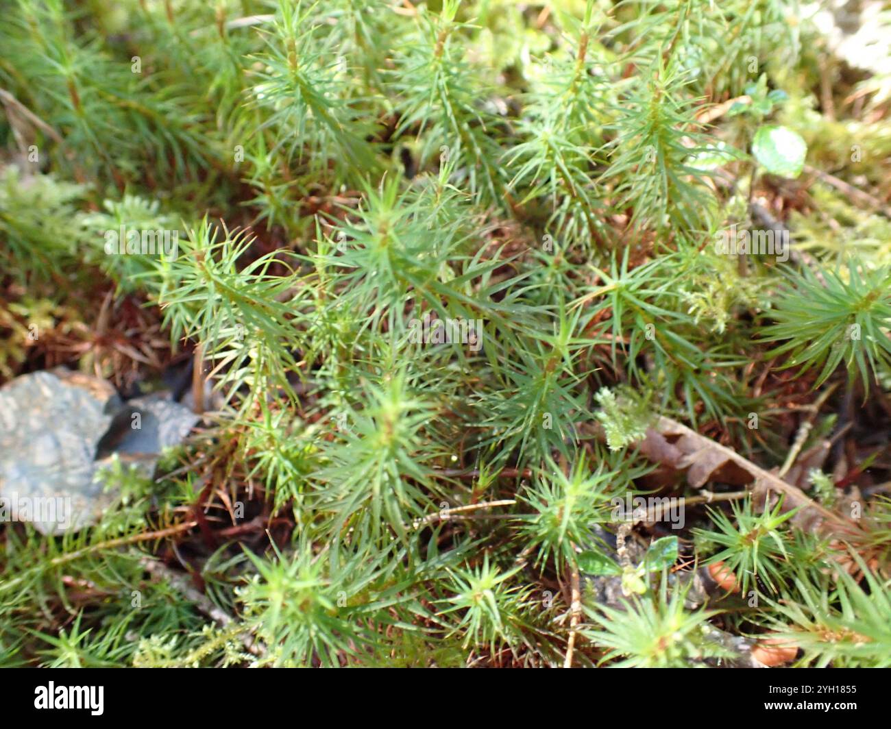 Common Haircap Moss (Polytrichum commune Stock Photo - Alamy