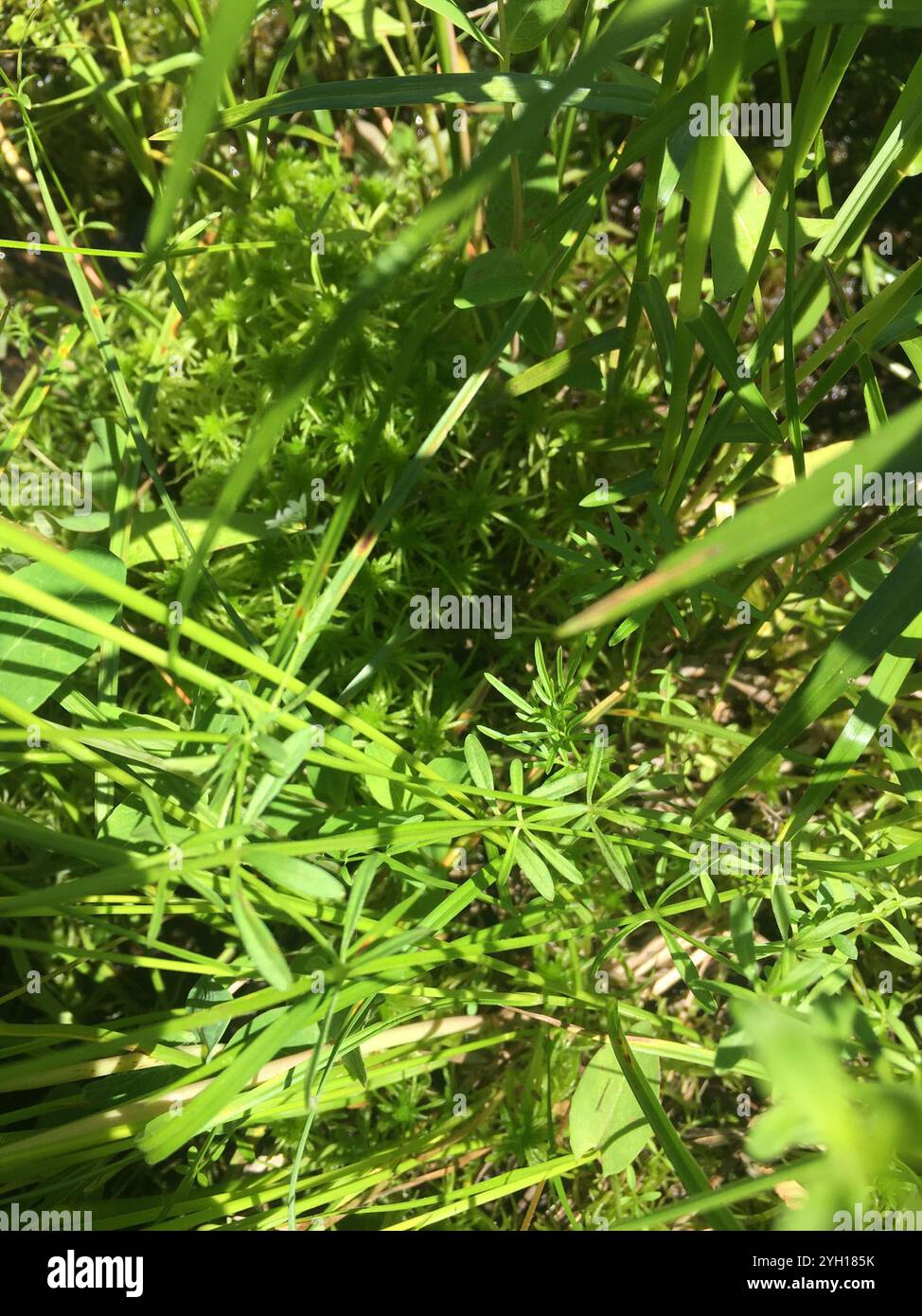 Common Marsh-bedstraw (Galium palustre Stock Photo - Alamy