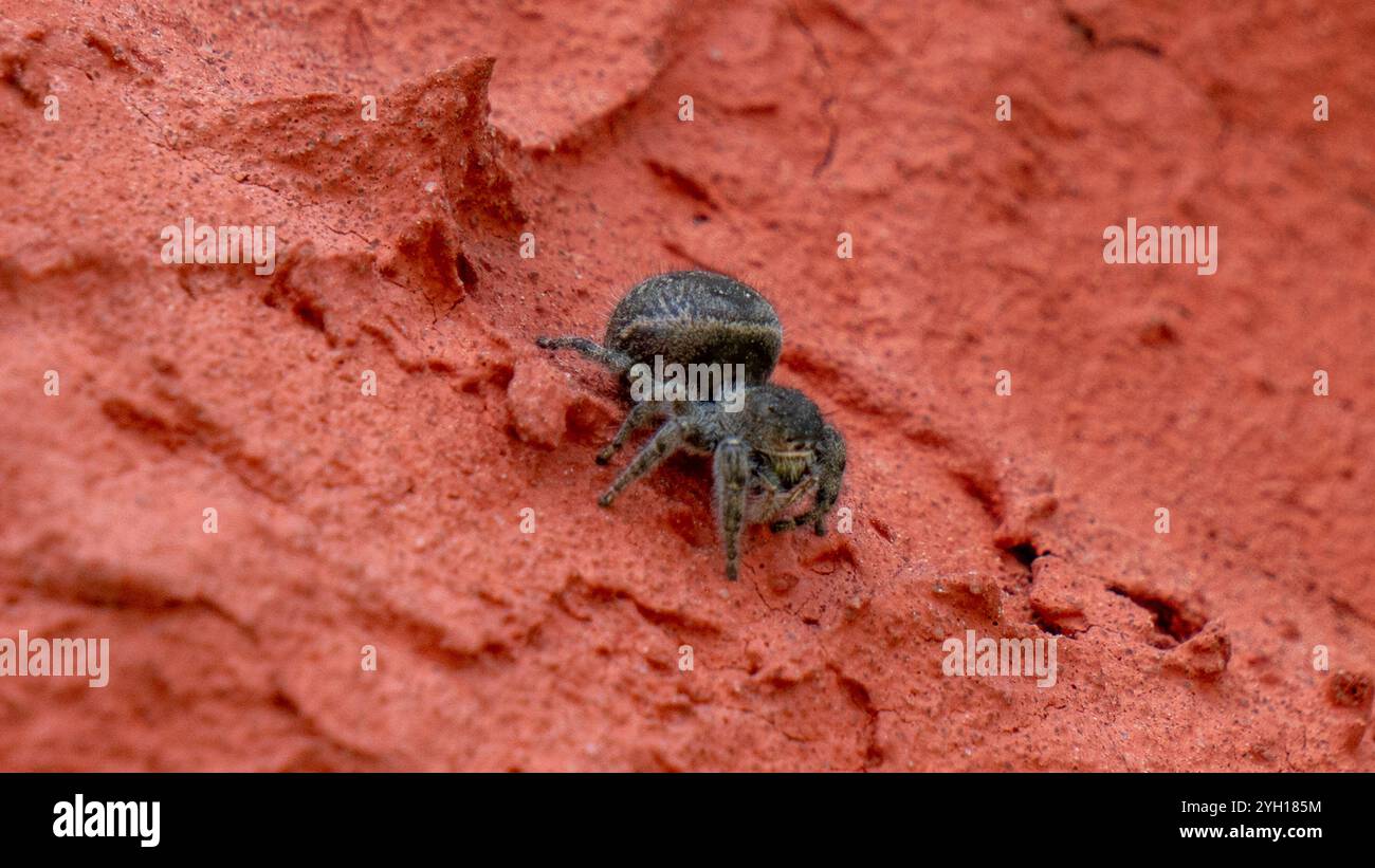 Marbled Purple Jumping Spider (Phidippus purpuratus Stock Photo - Alamy