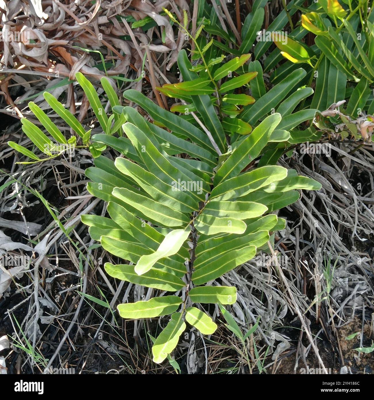 Golden Leather Fern (Acrostichum aureum Stock Photo - Alamy