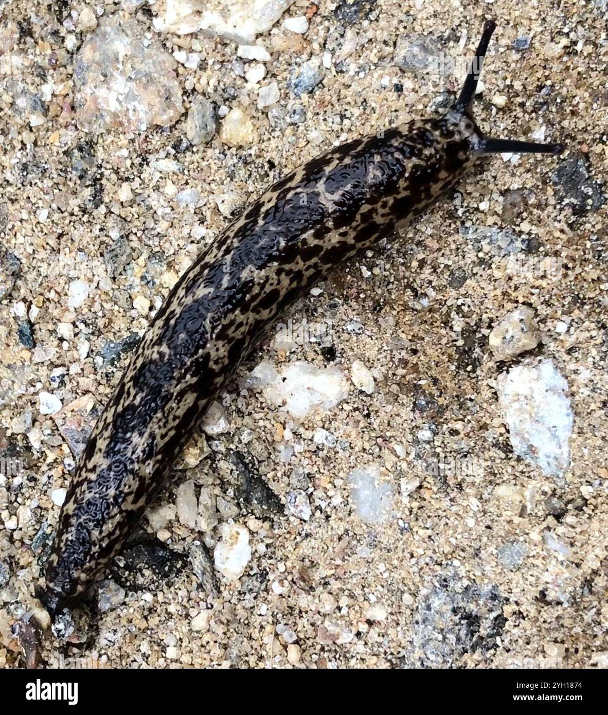 Brown-spotted Mantleslug (Philomycus venustus Stock Photo - Alamy