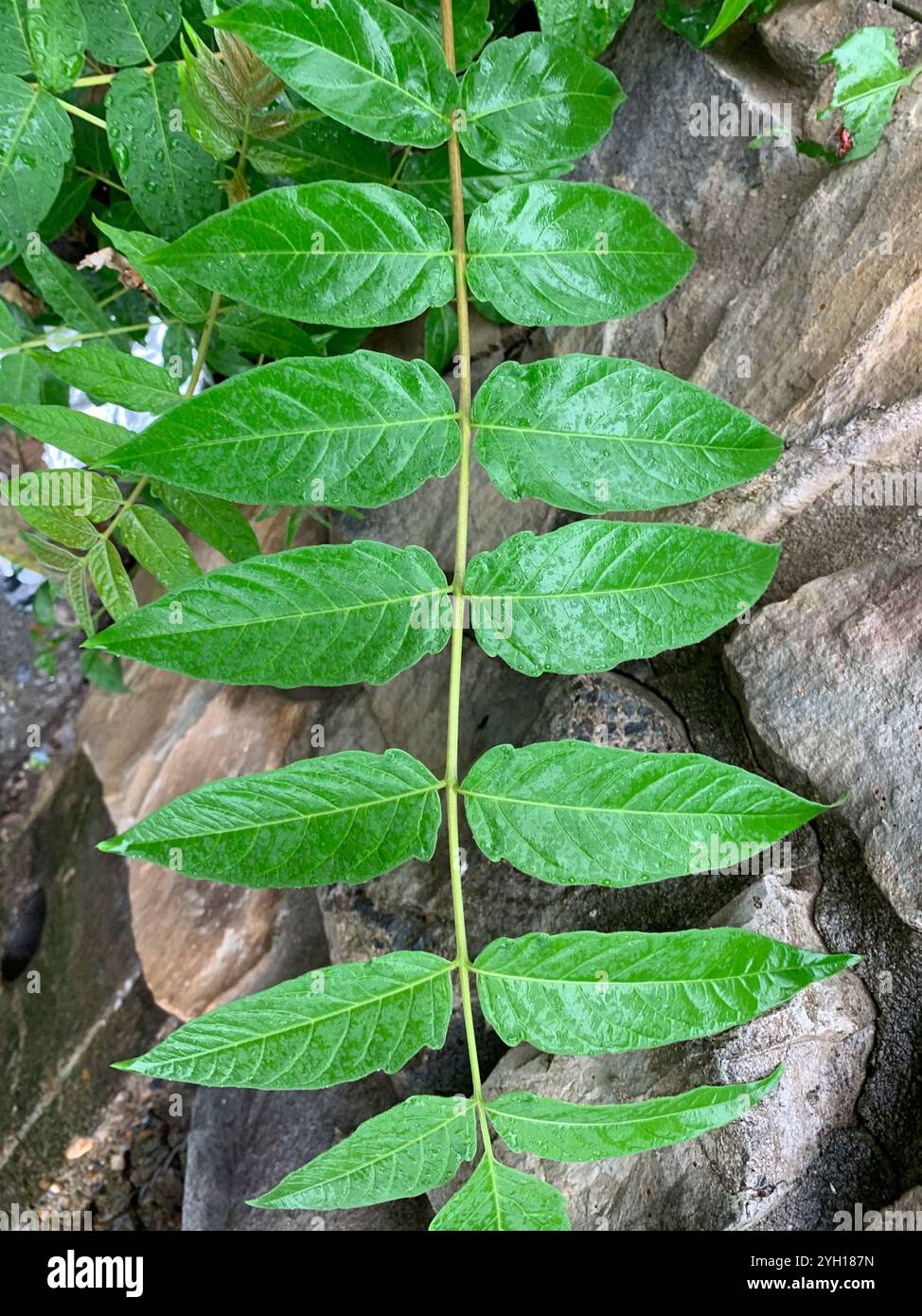 tree-of-heaven (Ailanthus altissima Stock Photo - Alamy