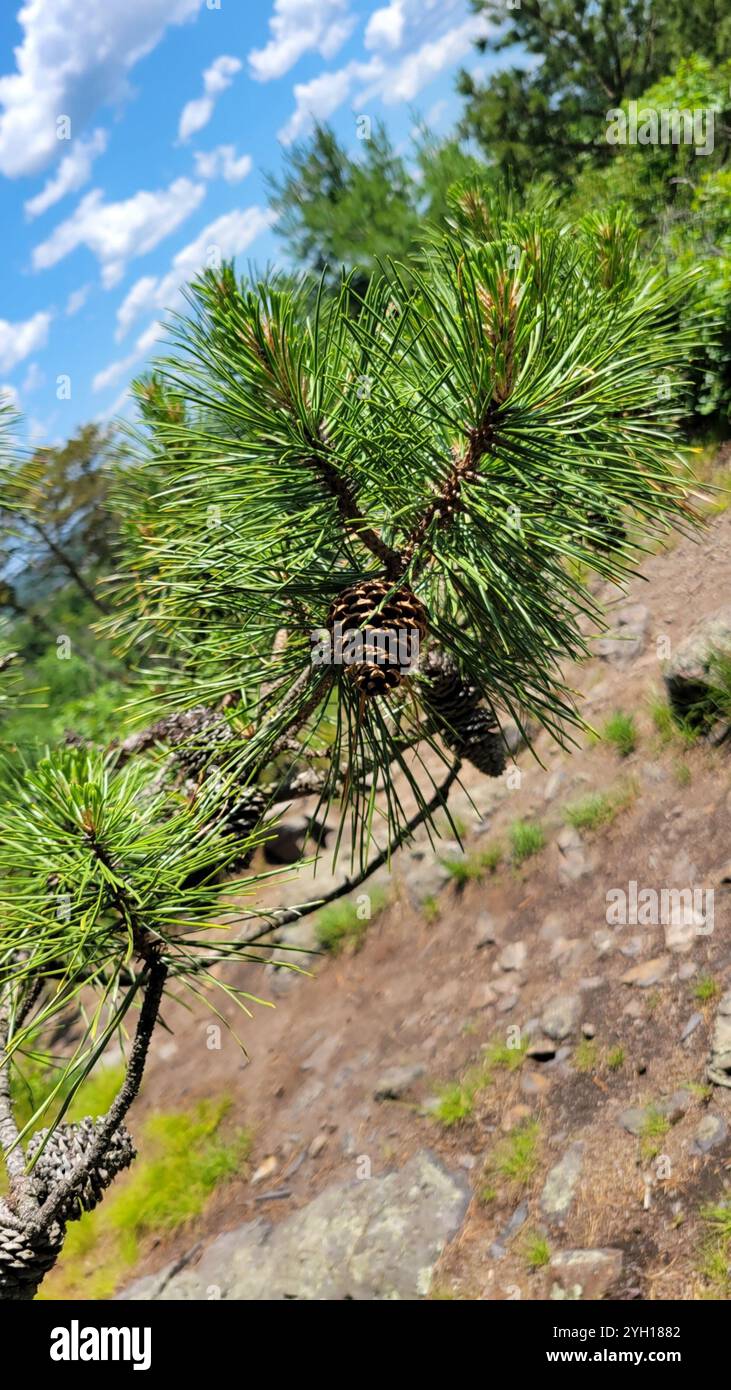 pitch pine (Pinus rigida Stock Photo - Alamy
