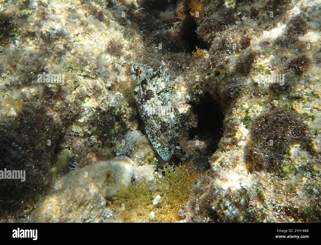 Dusky Spinefoot (Siganus luridus Stock Photo - Alamy
