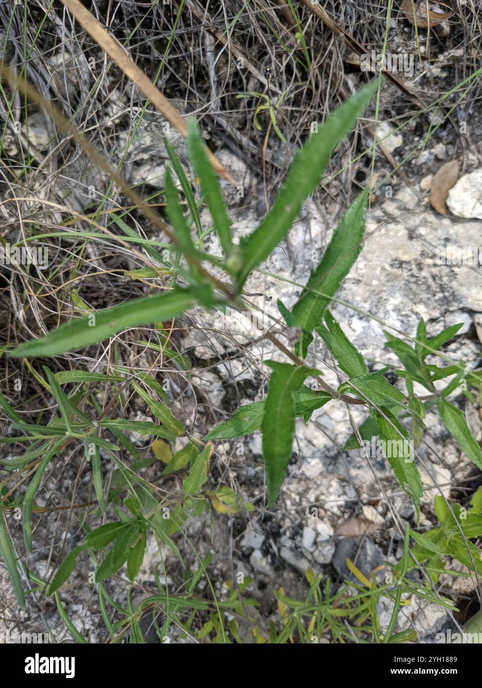 Texas creeping-oxeye (Wedelia hispida Stock Photo - Alamy