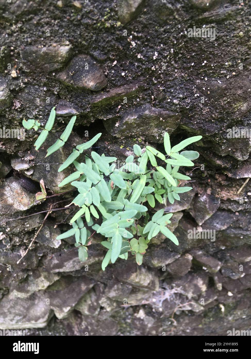 smooth cliffbrake (Pellaea glabella Stock Photo - Alamy