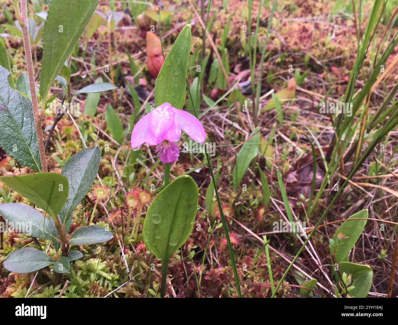 Rose Pogonia (Pogonia ophioglossoides Stock Photo - Alamy