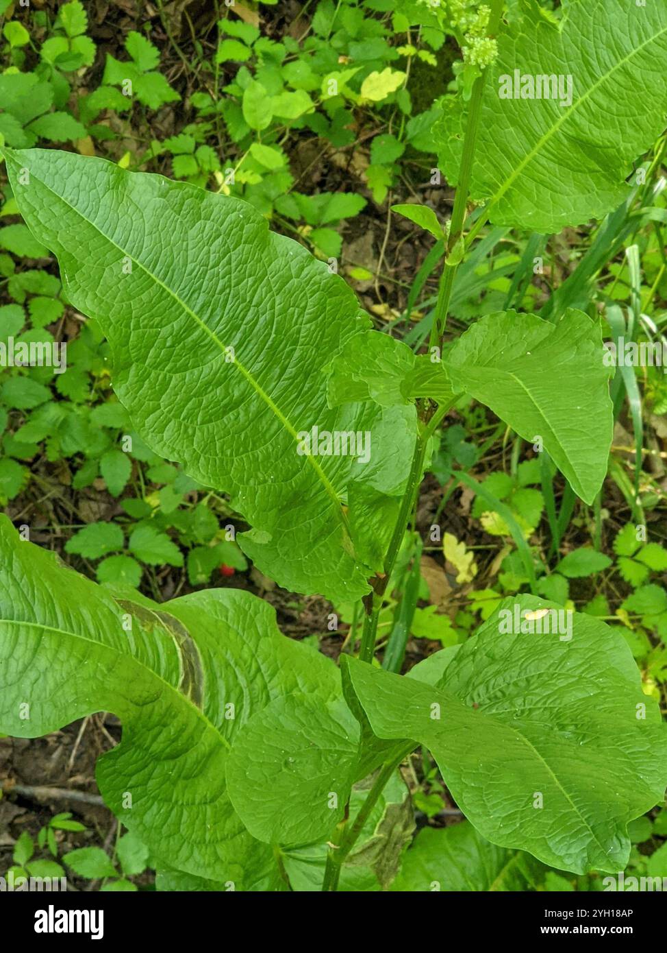 tall dock (Rumex altissimus Stock Photo - Alamy