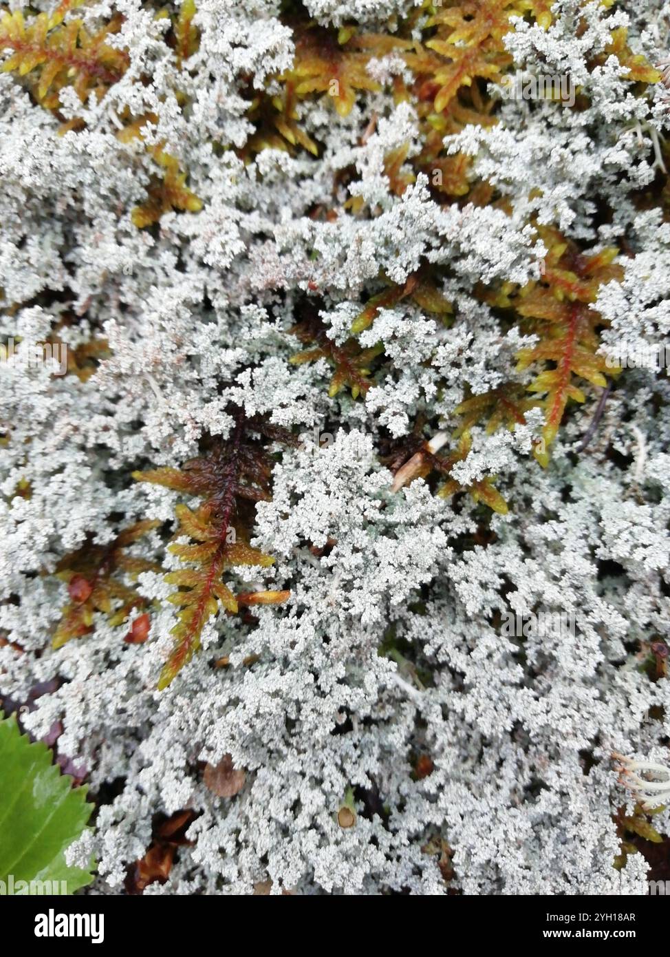 Alpine Foam Lichen (Stereocaulon alpinum Stock Photo - Alamy