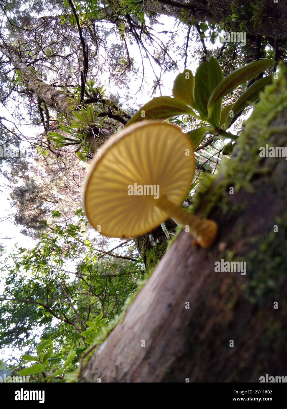 Golden-scruffy Collybia (Cyptotrama asprata Stock Photo - Alamy