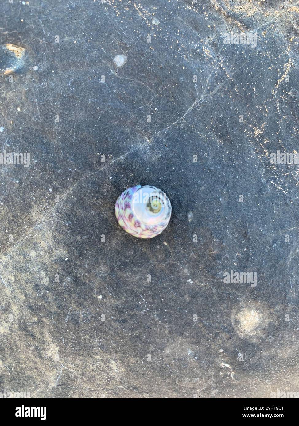 Purple Topshell (Steromphala umbilicalis Stock Photo - Alamy