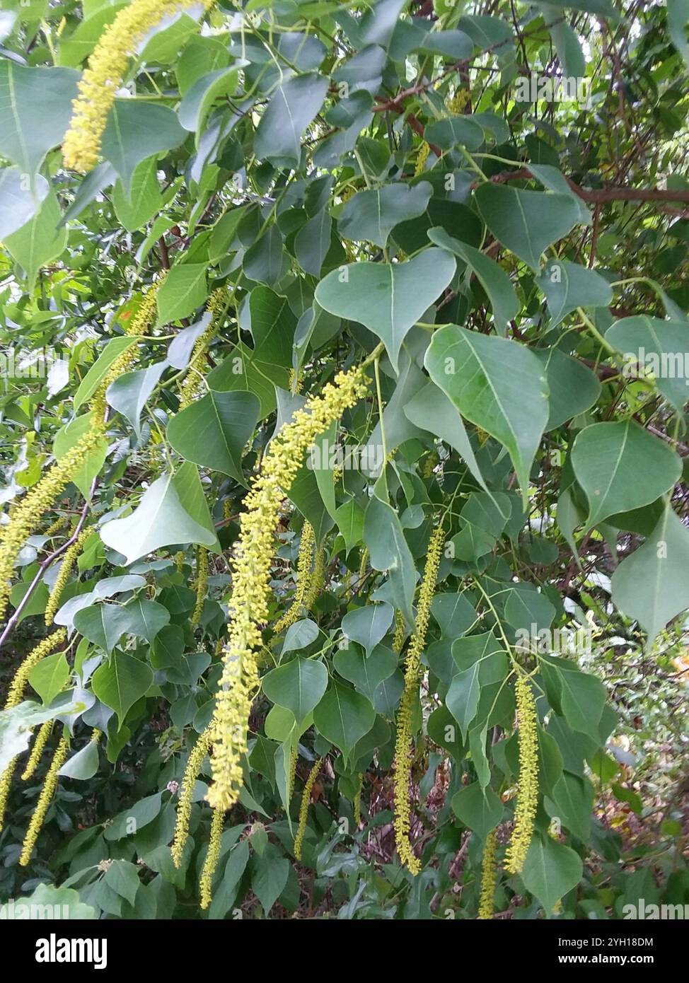 Chinese Tallow (Triadica sebifera Stock Photo - Alamy