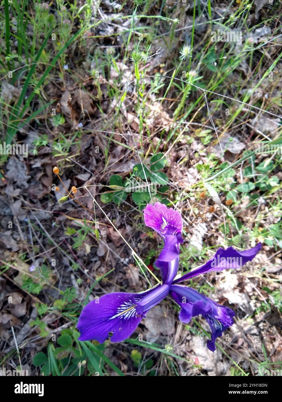 Oregon iris (Iris tenax Stock Photo - Alamy