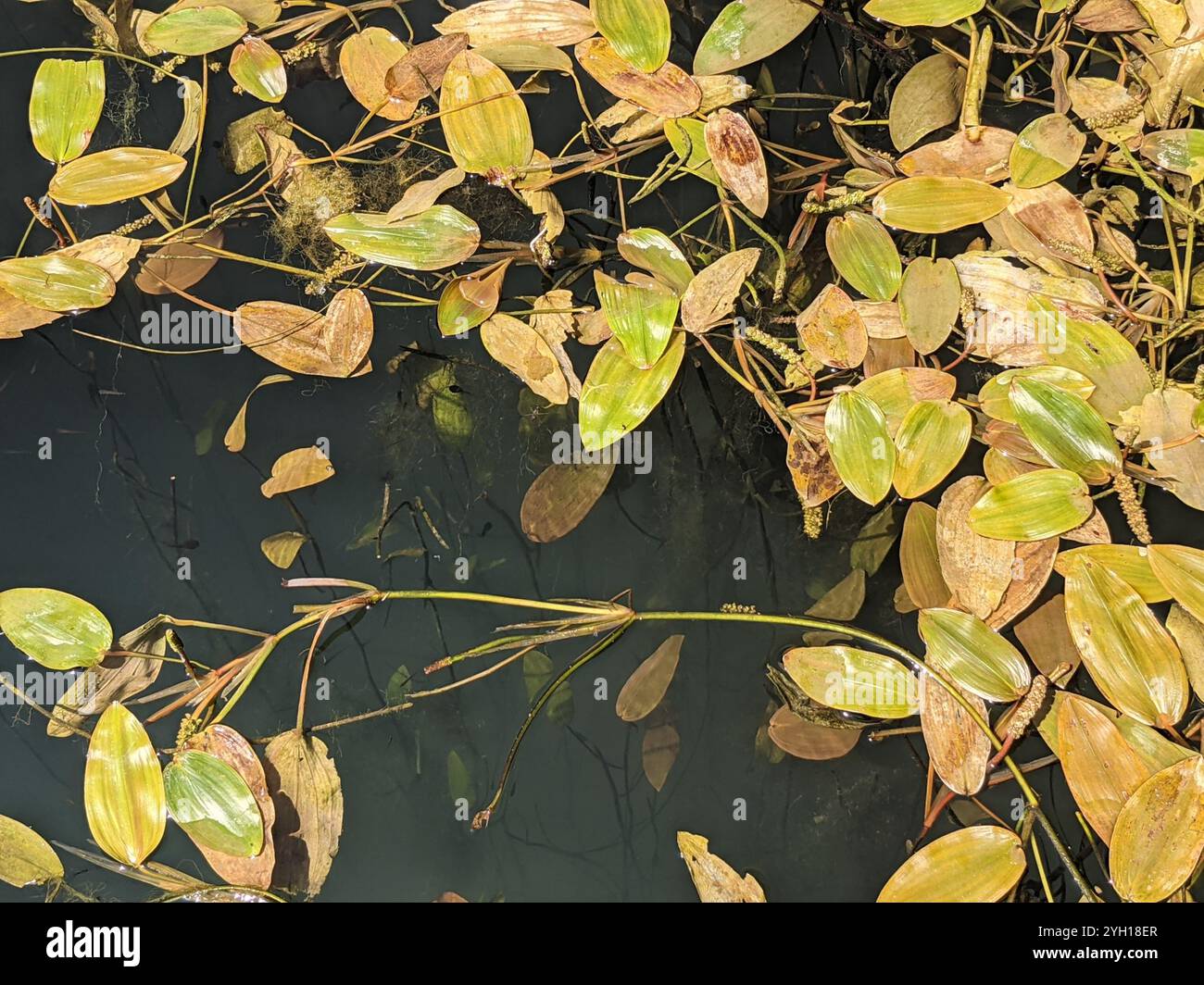 floating-leaved pondweed (Potamogeton natans Stock Photo - Alamy