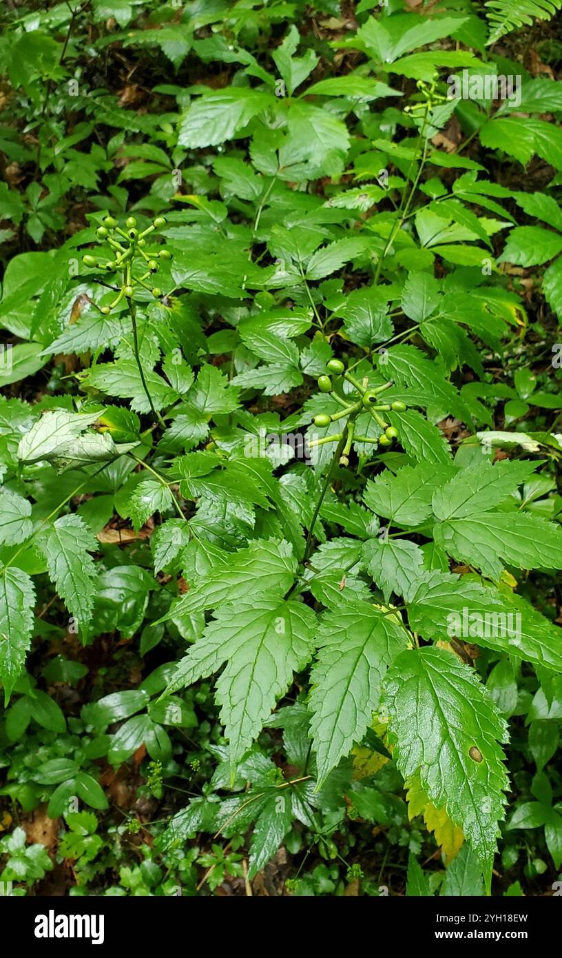 White actaea pachypoda hi-res stock photography and images - Alamy
