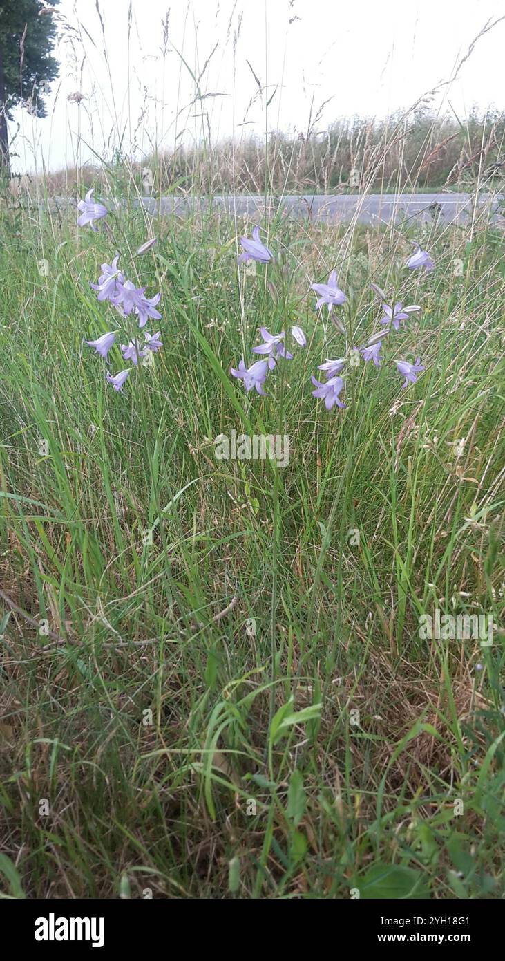 Rampion (Campanula rapunculus Stock Photo - Alamy