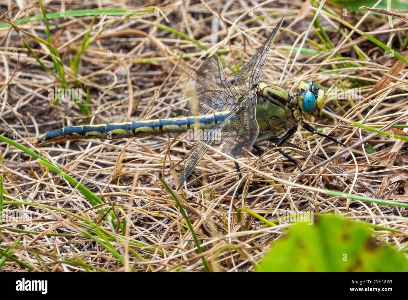 Horned clubtail hi-res stock photography and images - Alamy