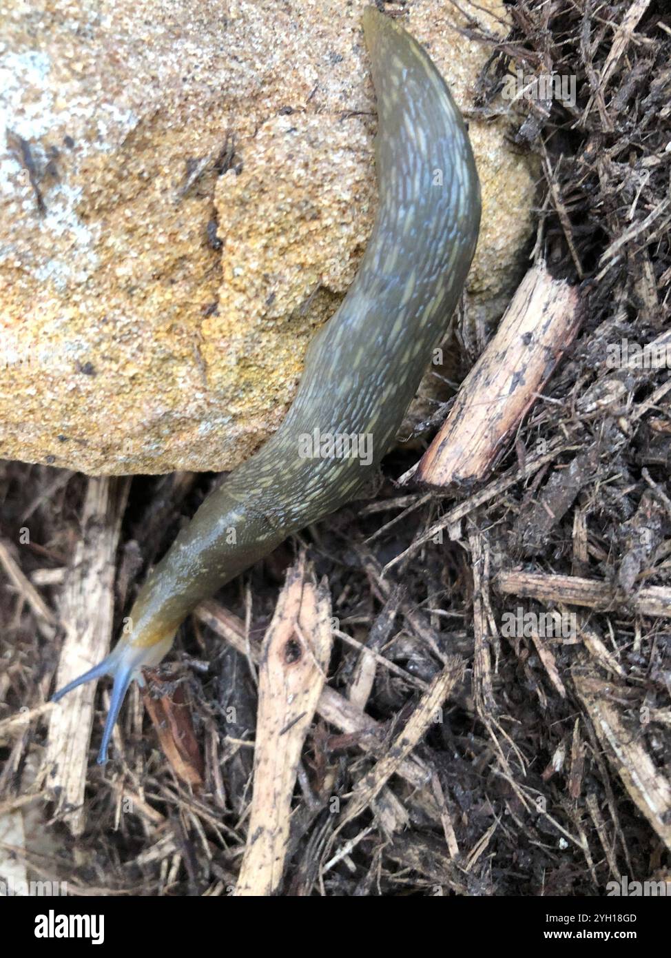 Yellow Cellar Slug (Limacus flavus Stock Photo - Alamy