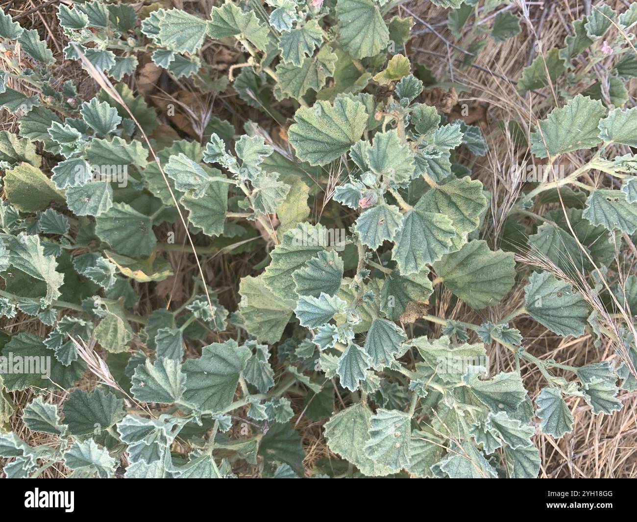 alkali mallow (Malvella leprosa Stock Photo - Alamy
