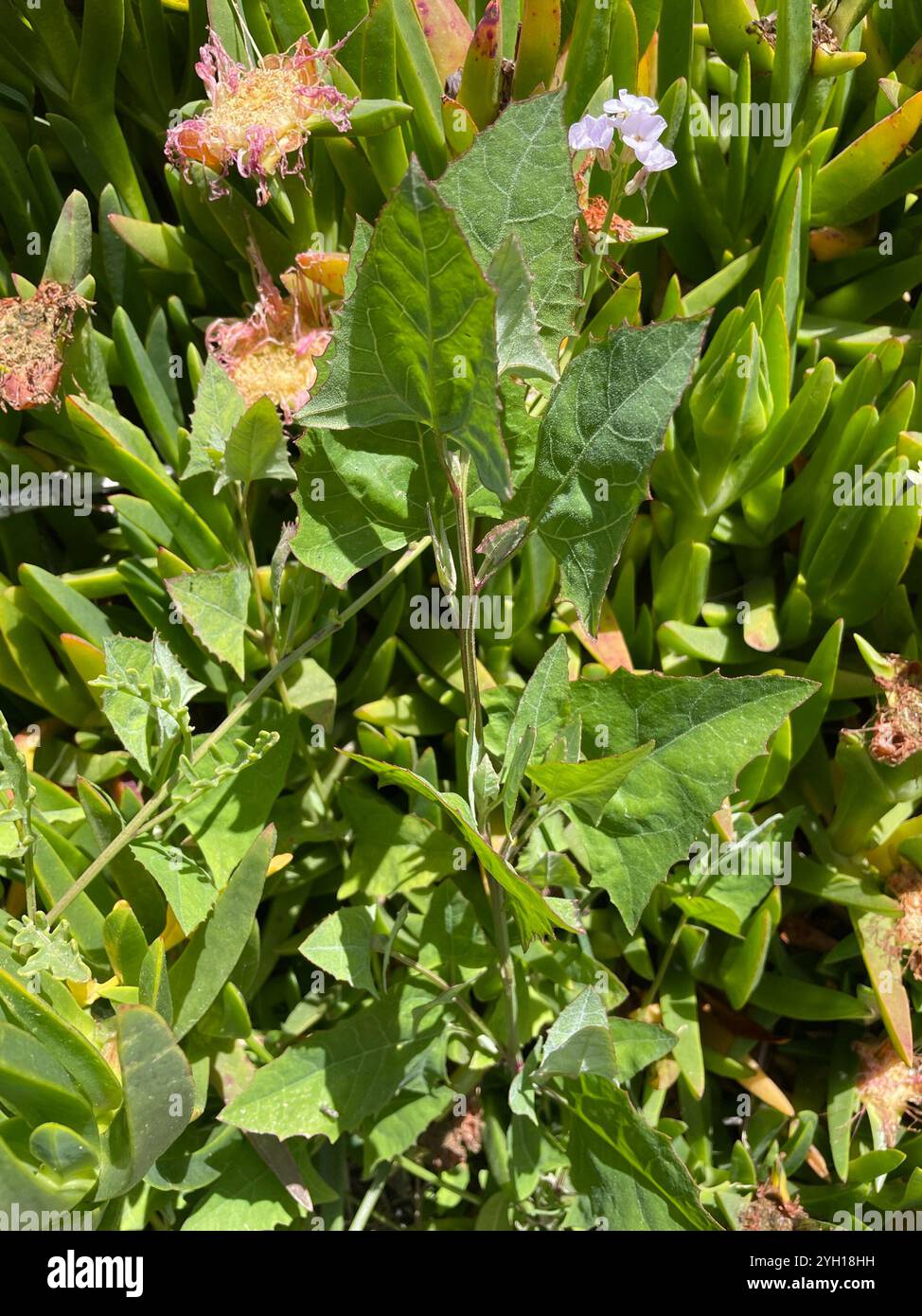 Subfamily chenopodioideae hi-res stock photography and images - Alamy